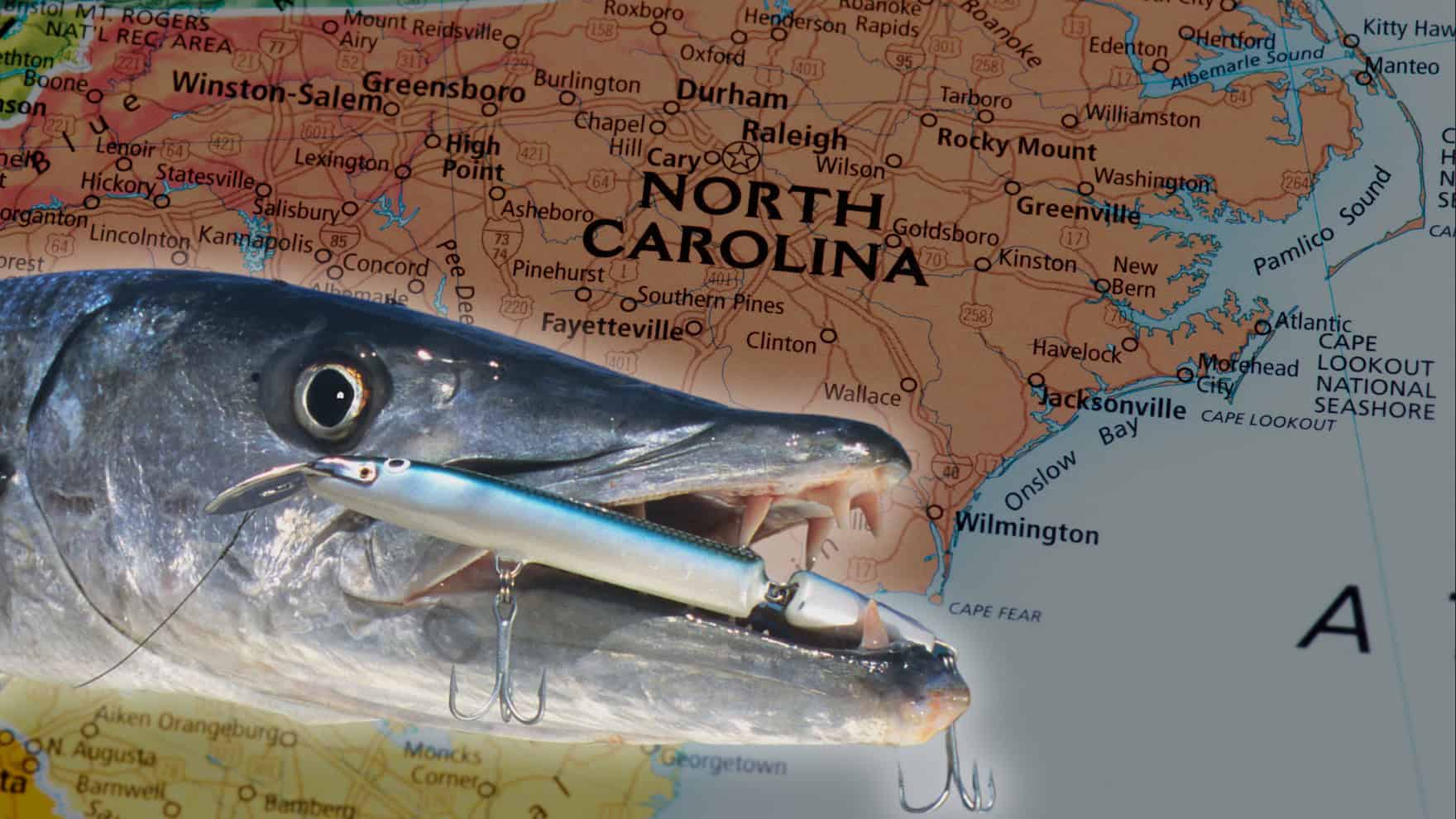 A barracuda the size of a pit bull was once caught off the North ...