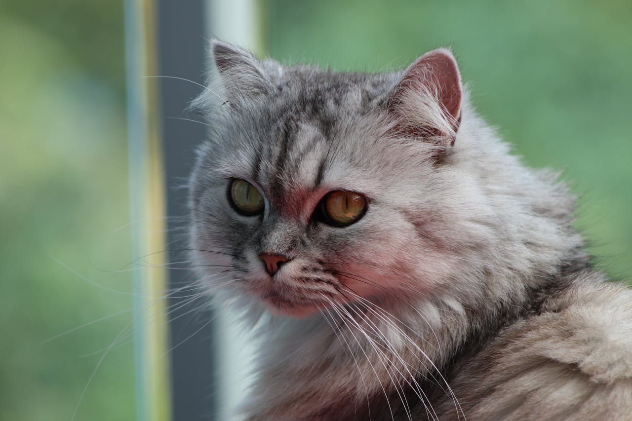 12 cat breeds that live the longest