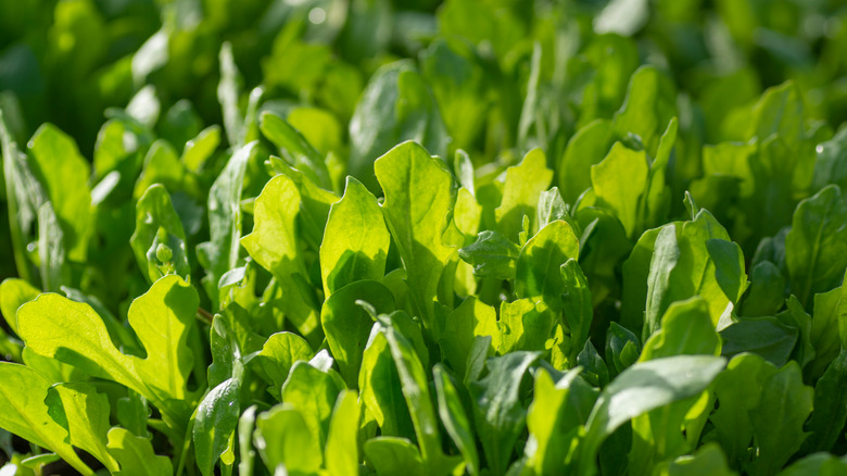 30 plants you can grow in an indoor hydroponic garden