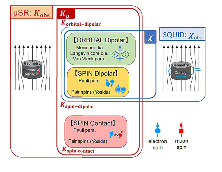 Muon Knight shift reveals the behavior of superconducting electron pairs