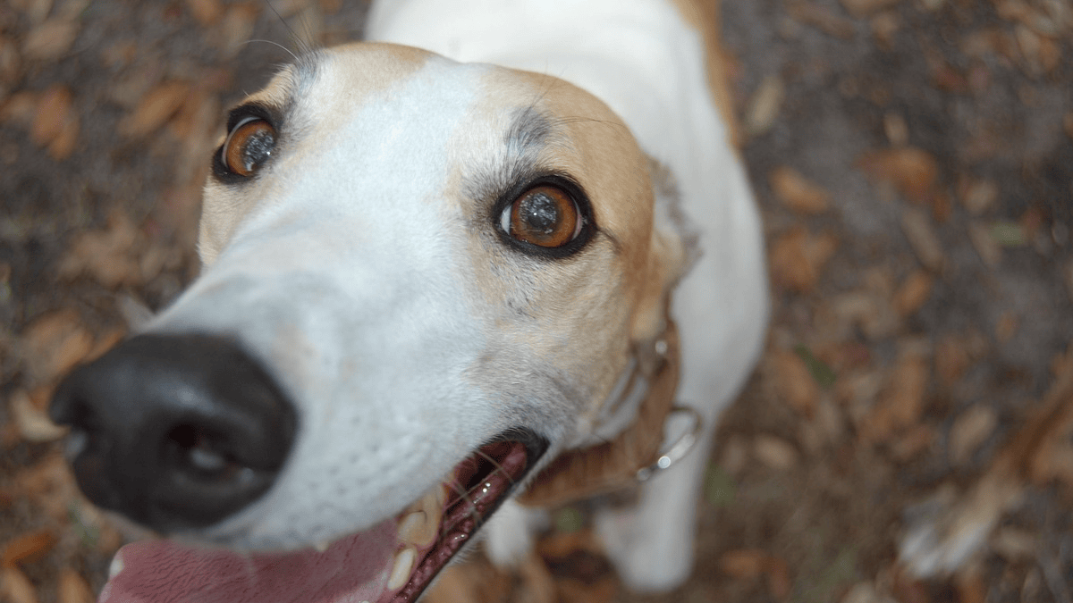 8 behaviors that indicate your dog thinks he's in charge (thinks he's ...