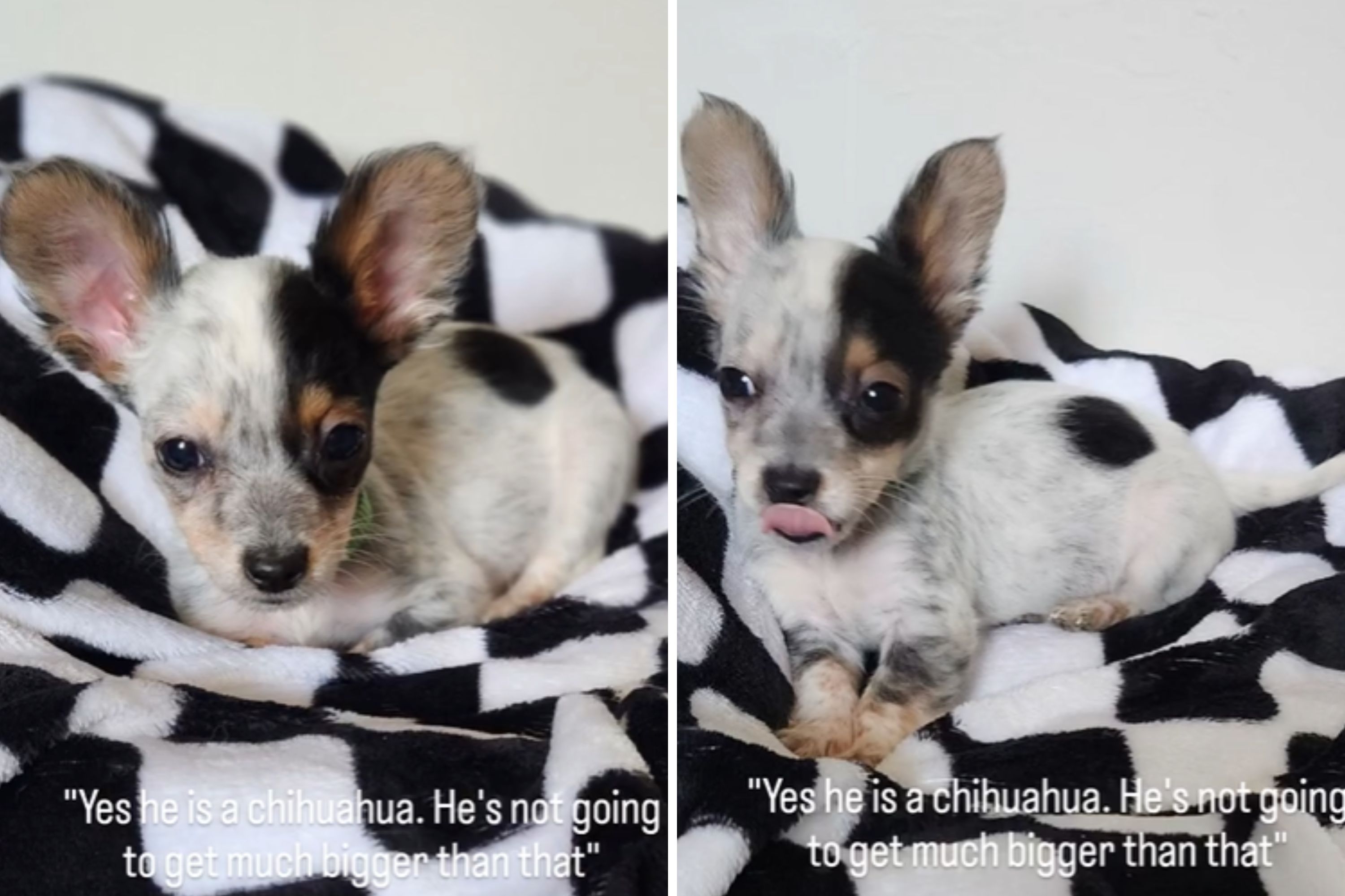 Owner told Chihuahua won't get much bigger—realizes rescue lied to us