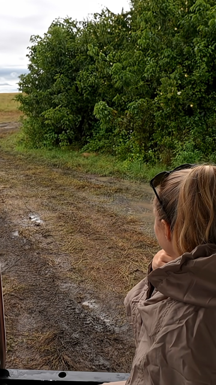 Serengeti safari highlight: Lion cubs stealing the show