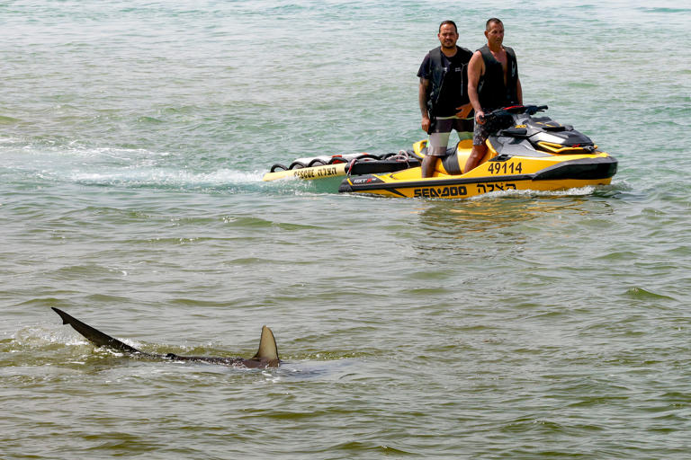 Surfers. Triathletes. Kids. See 2025's shark attack victims by state