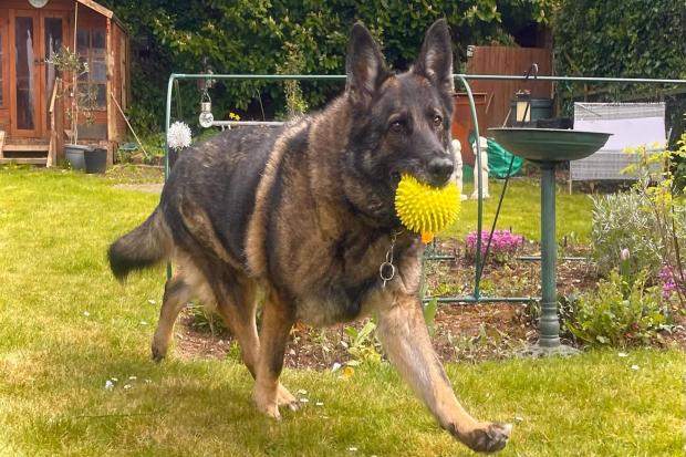 Appeal for ‘gentle giants’ as Cinnamon Trust seeks forever homes for ...