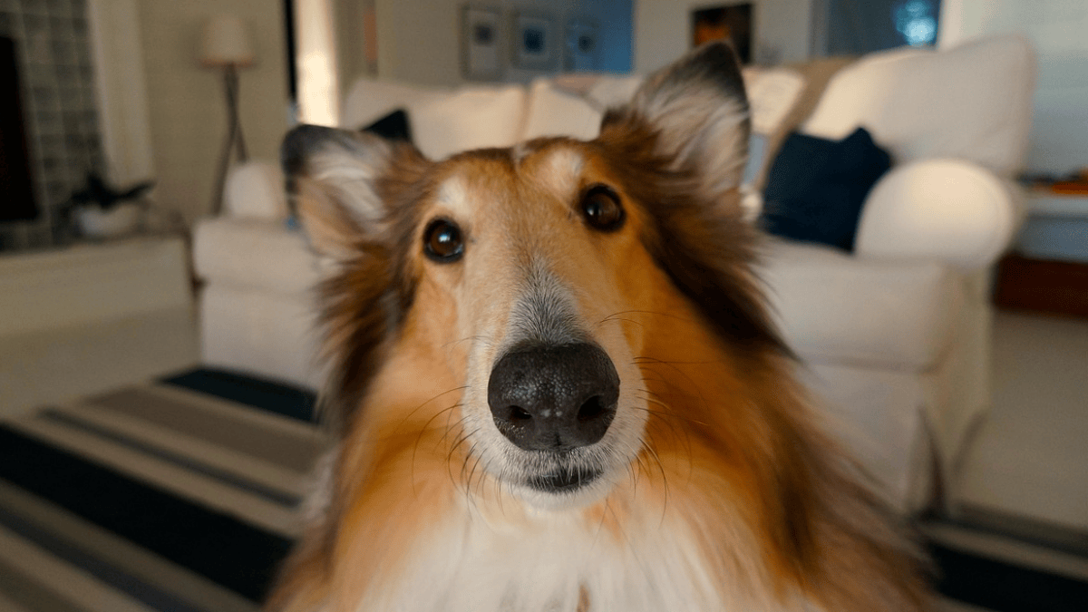 8 behaviors that indicate your dog thinks he's in charge (thinks he's ...