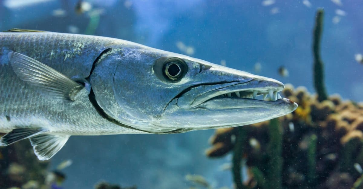 A barracuda the size of a pit bull was once caught off the North ...