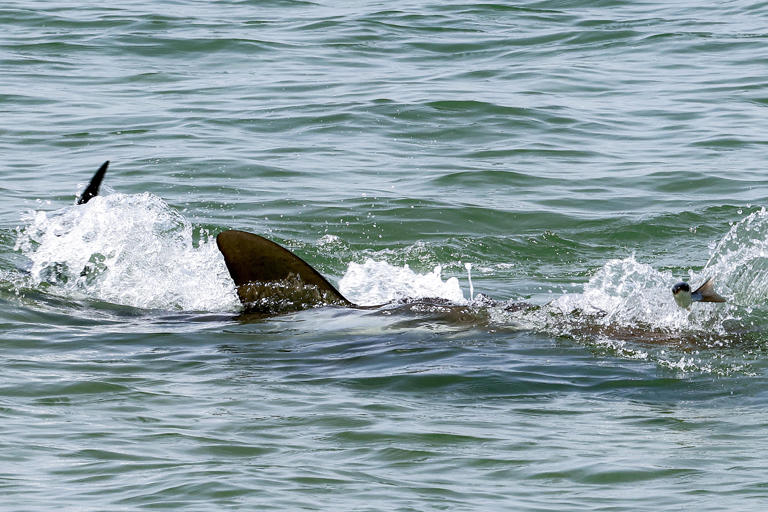 Surfers. Triathletes. Kids. See 2025's shark attack victims by state
