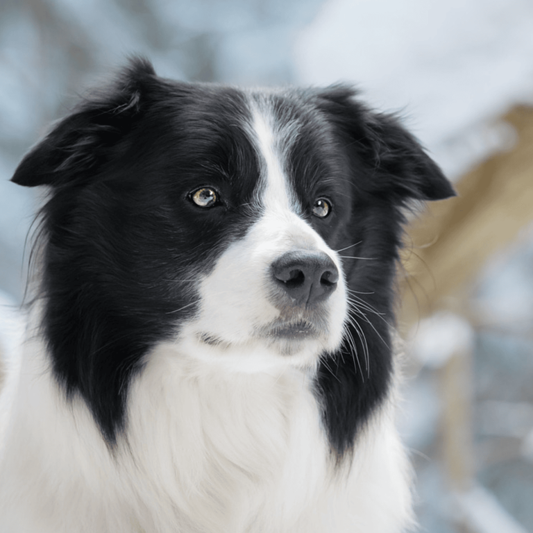 14 very intelligent dogs that test their owners' patience