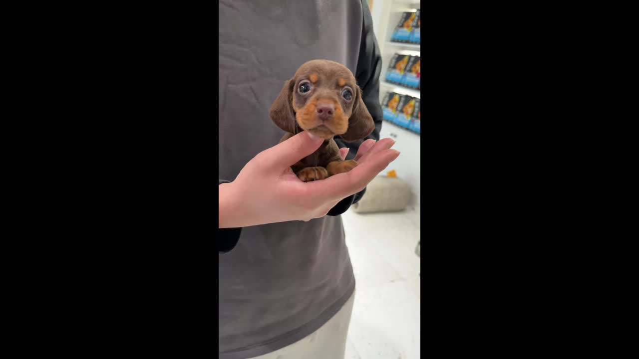 Tiny chocolate dachshund puppy enjoys being held in Hubei, China
