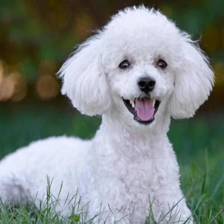 14 very intelligent dogs that test their owners' patience