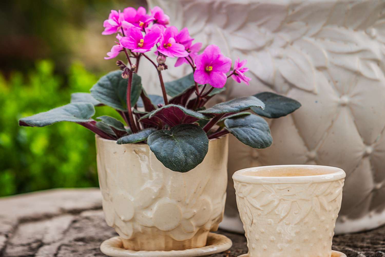 11 tips for repotting African violets to boost their blooms