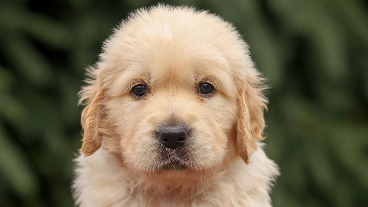 Look at this golden retriever puppy comfort his sick mom in an adorable ...