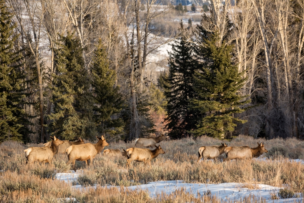 Wyoming’s wildest town sits under elk antler arches with wolves out back