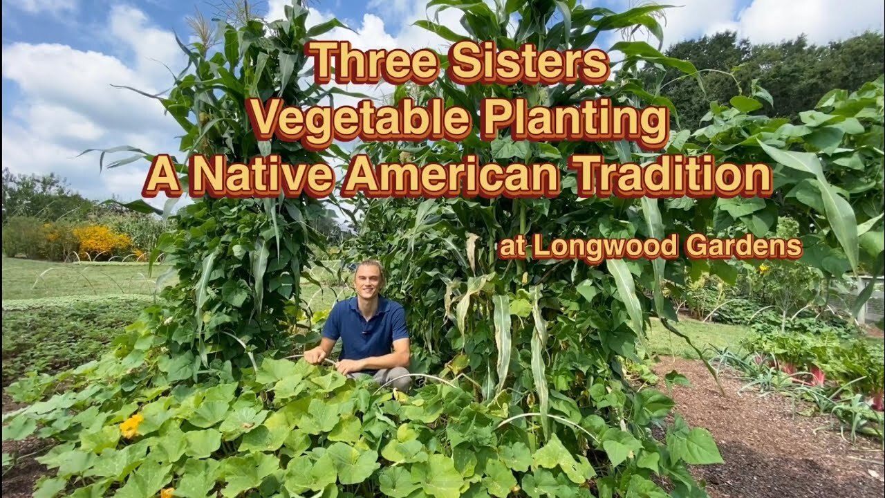 Three sisters veggie planting: A Native American planting method that ...