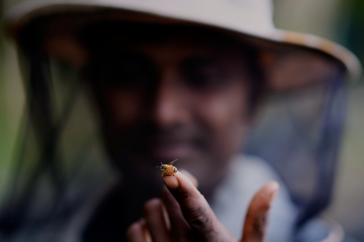 India's migratory beekeepers and their hives follow the flowers to make ...