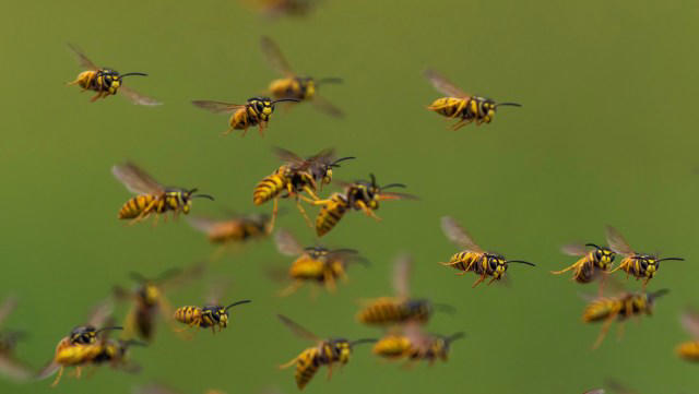 Researchers issue warning after observing concerning change in bee ...