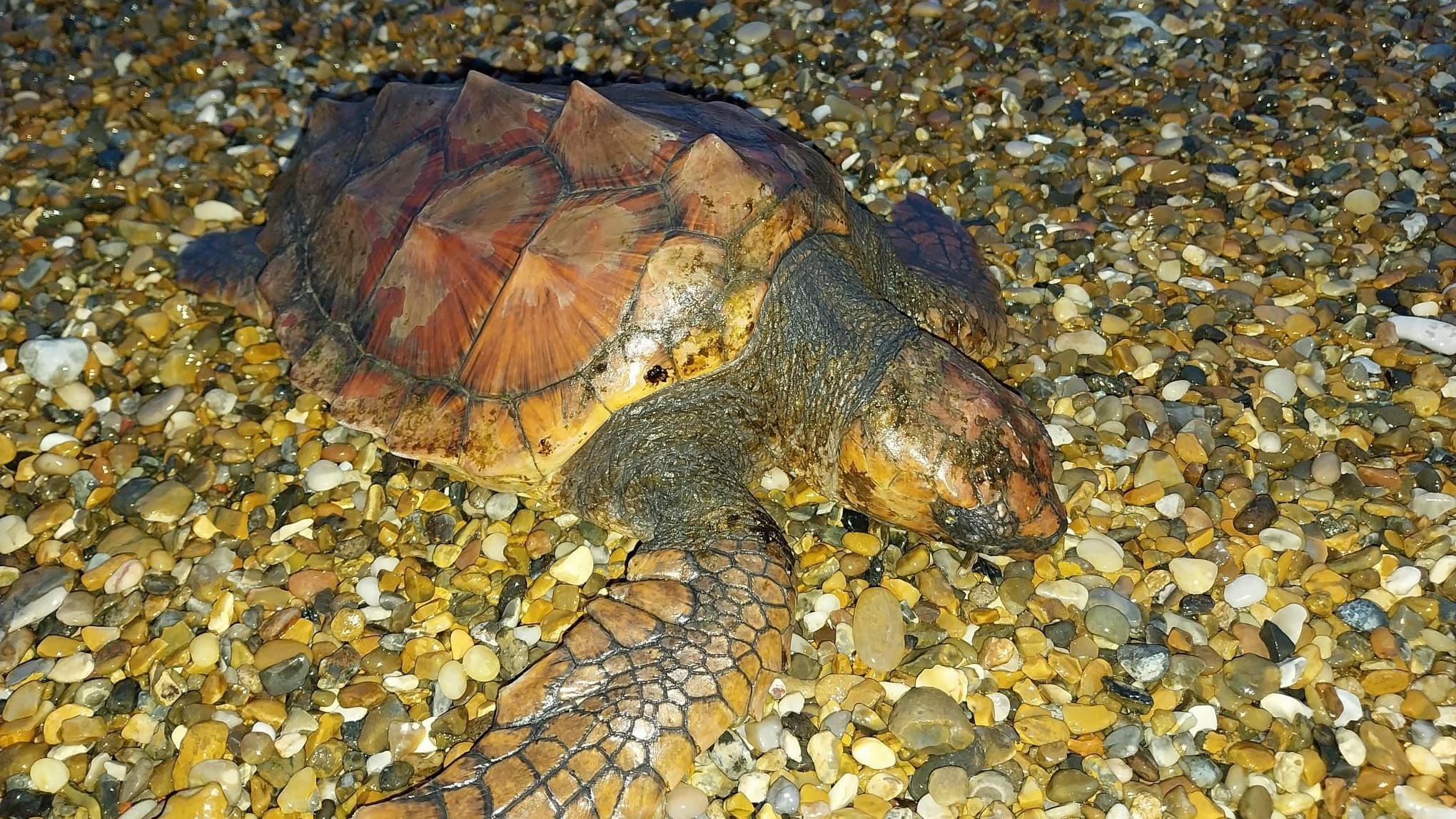 Rare loggerhead turtle washed up during storm