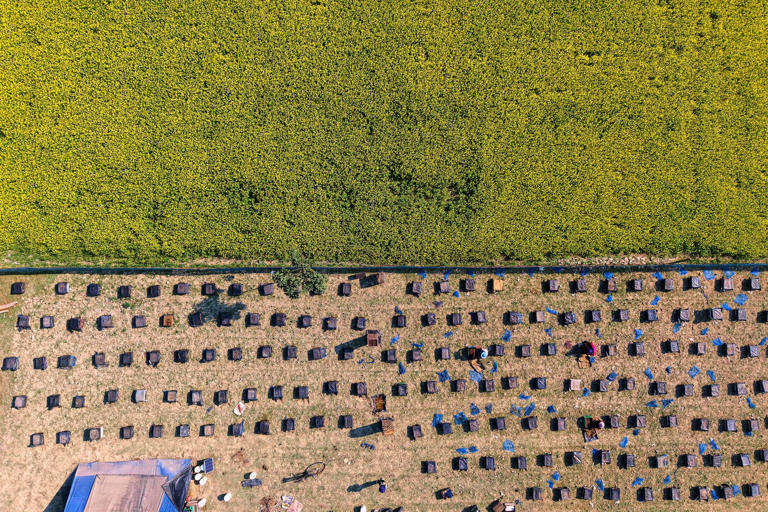 India's migratory beekeepers and their hives follow the flowers to make ...