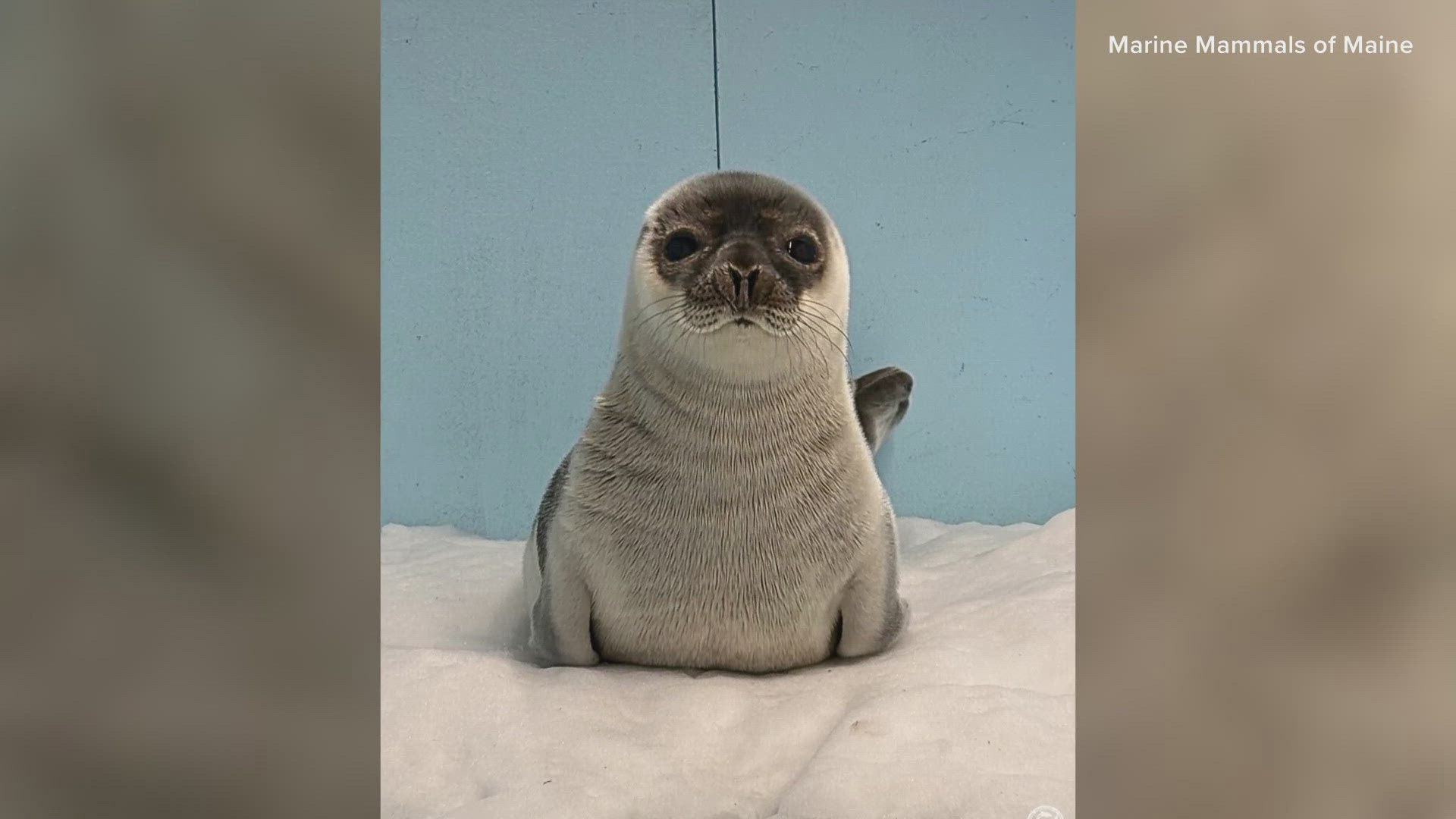 Hooded seal recovering well
