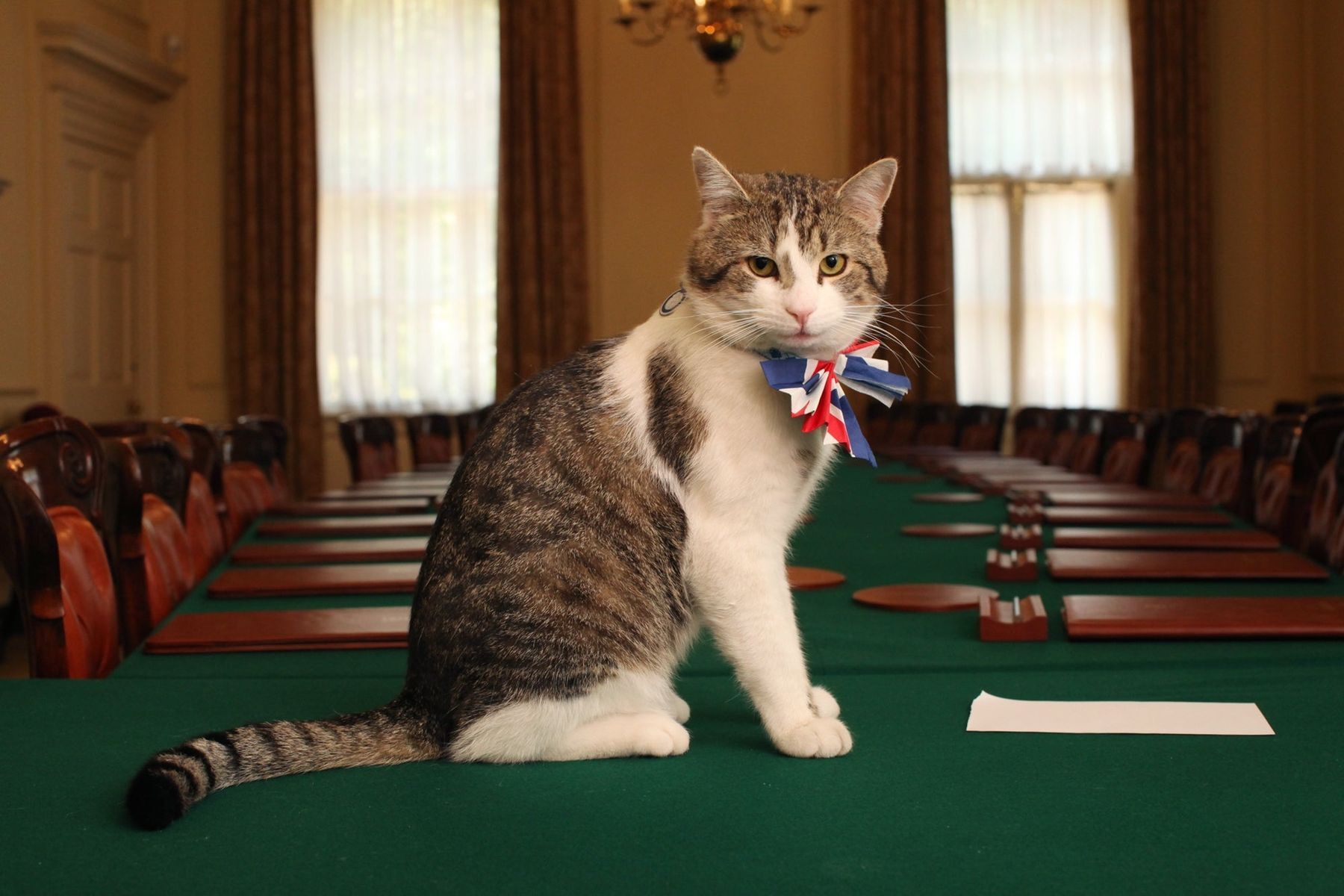 The most famous cats in history