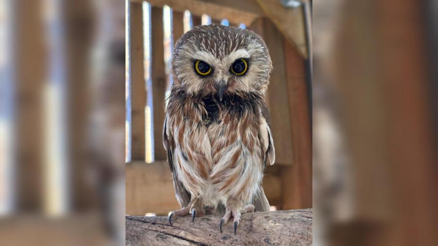 Injured owl released to the wild after rehabilitation