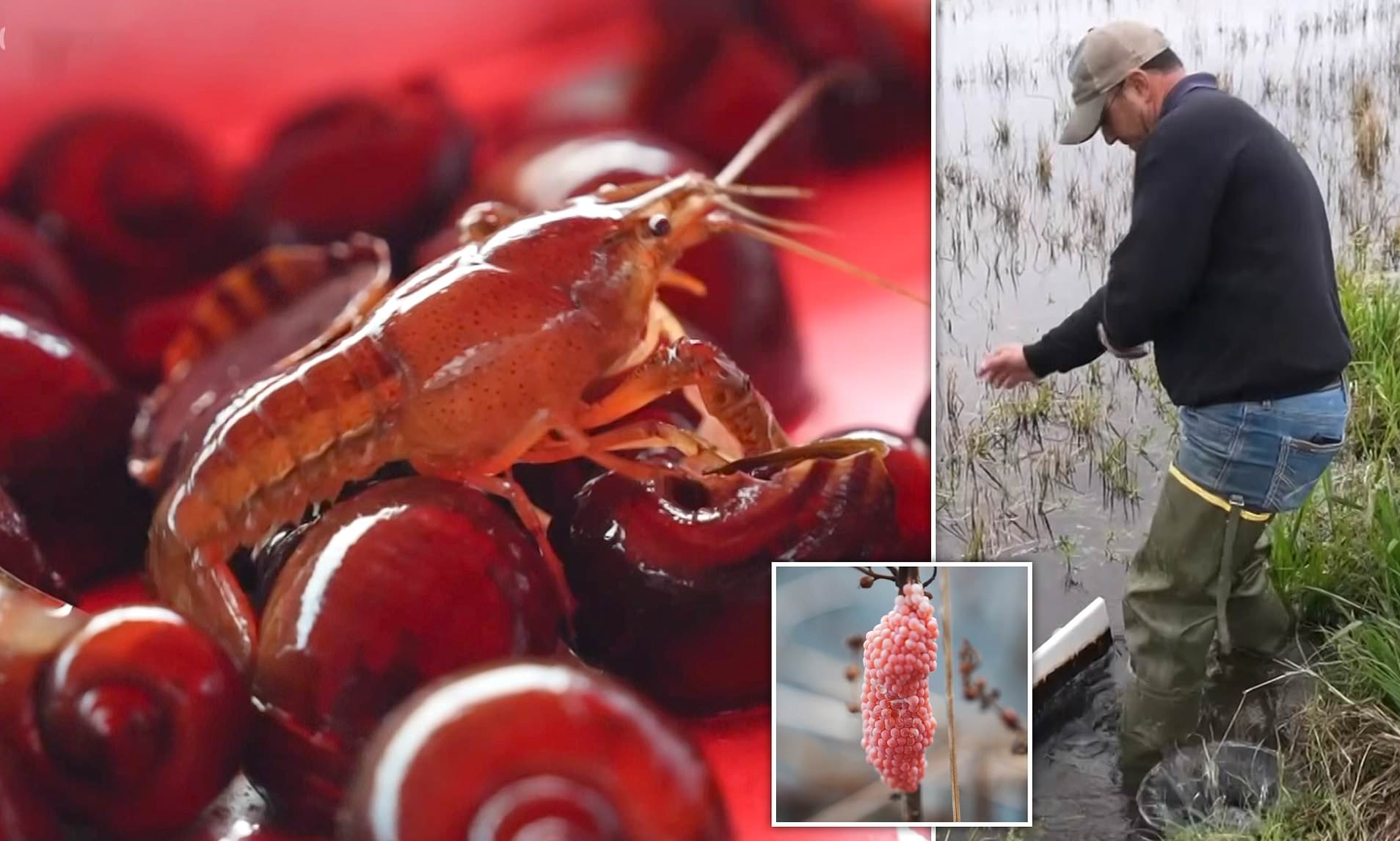 Invasive pests are destroying Louisiana's most iconic foods, farmers warn