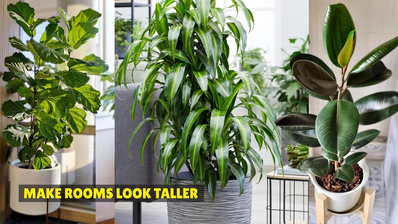 The large indoor plants that designers secretly recommend