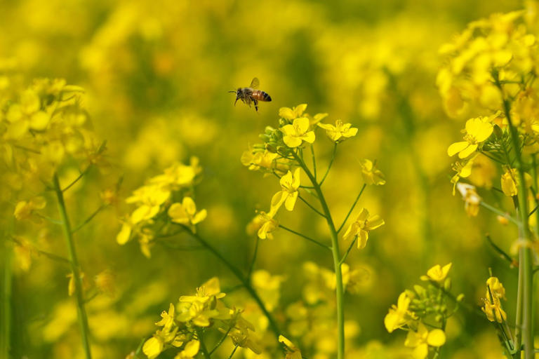 India's migratory beekeepers and their hives follow the flowers to make ...