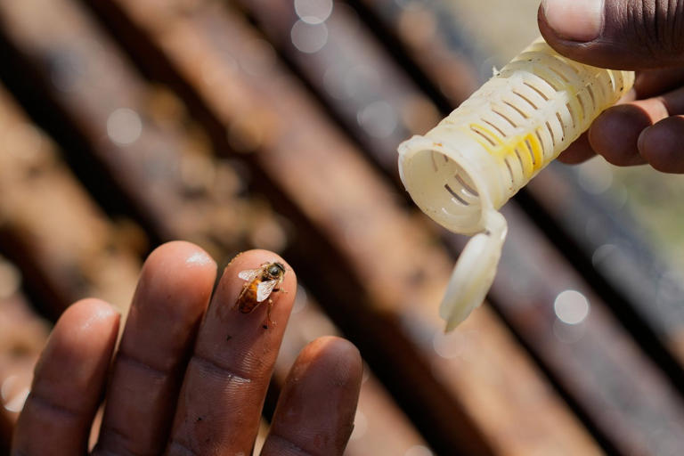 India's migratory beekeepers and their hives follow the flowers to make ...