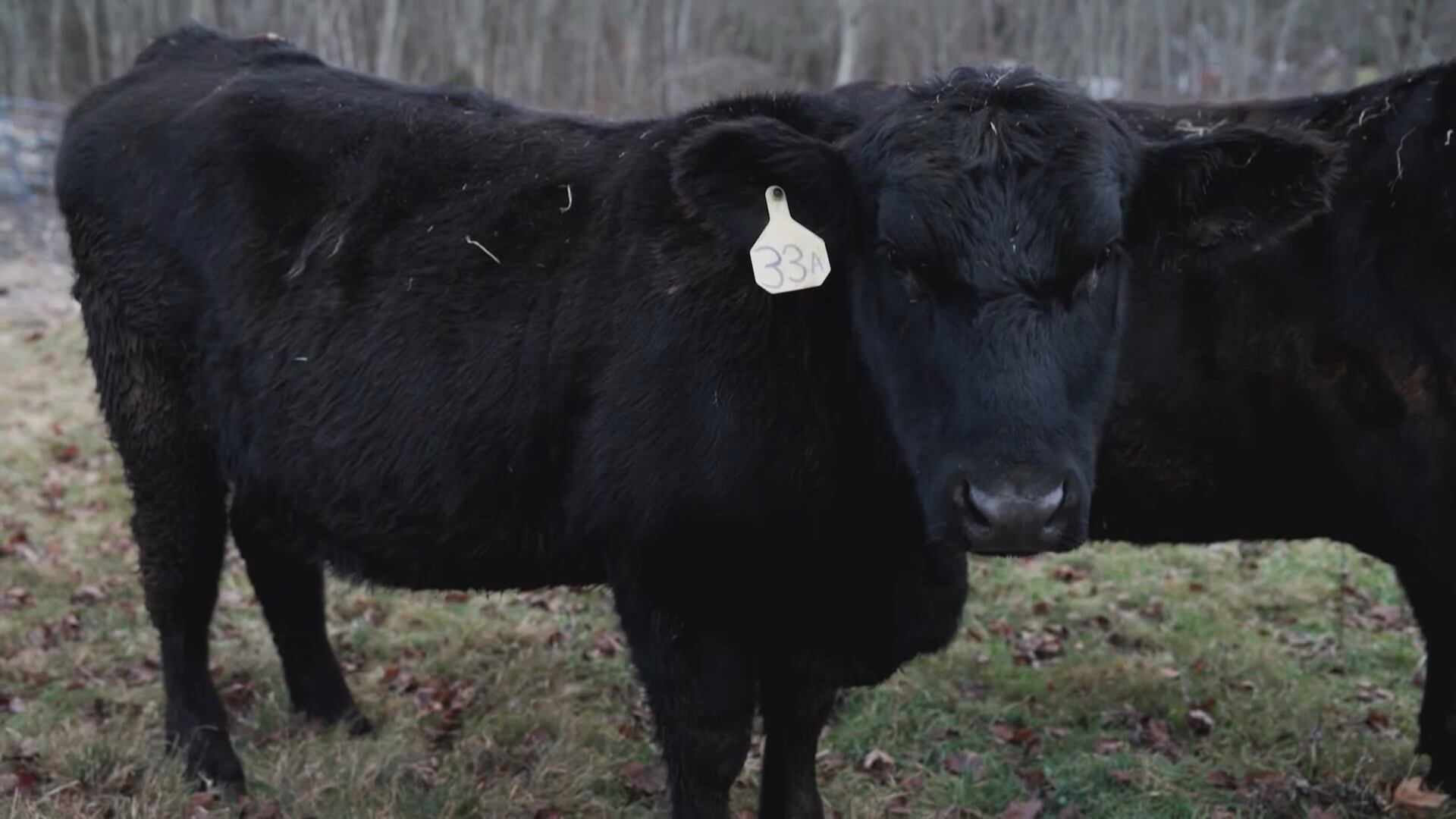 Trump signs $800 million beef import deal as Nebraska cattle herds ...