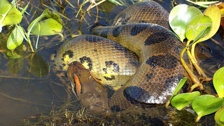 World’s longest wild snake confirmed in Indonesia by Guinness — see ...