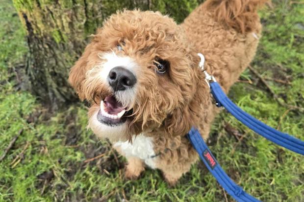 Meet Teddy - an adorable, young Cockapoo looking for an active family