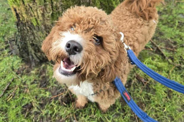 Meet Teddy - an adorable, young Cockapoo looking for an active family