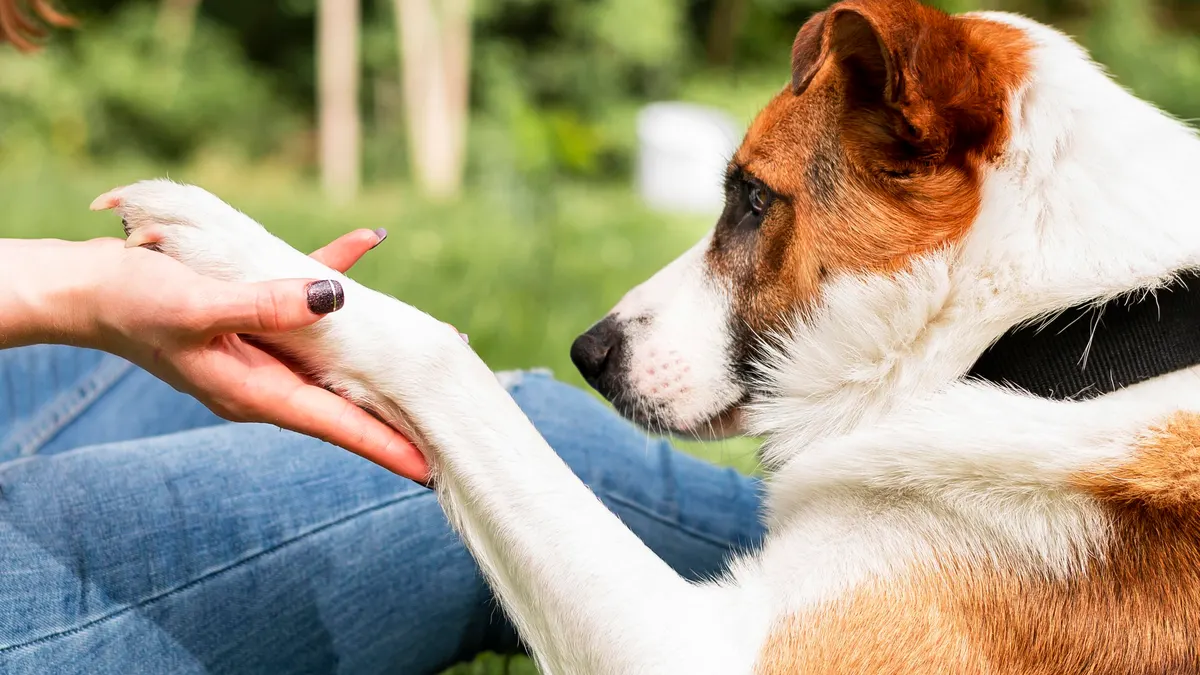 Los cinco hábitos imprescindibles para mantener a tu perro sano, según ...