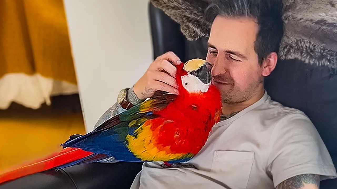 Huge parrot falls in love with this man - and refuses to leave his side
