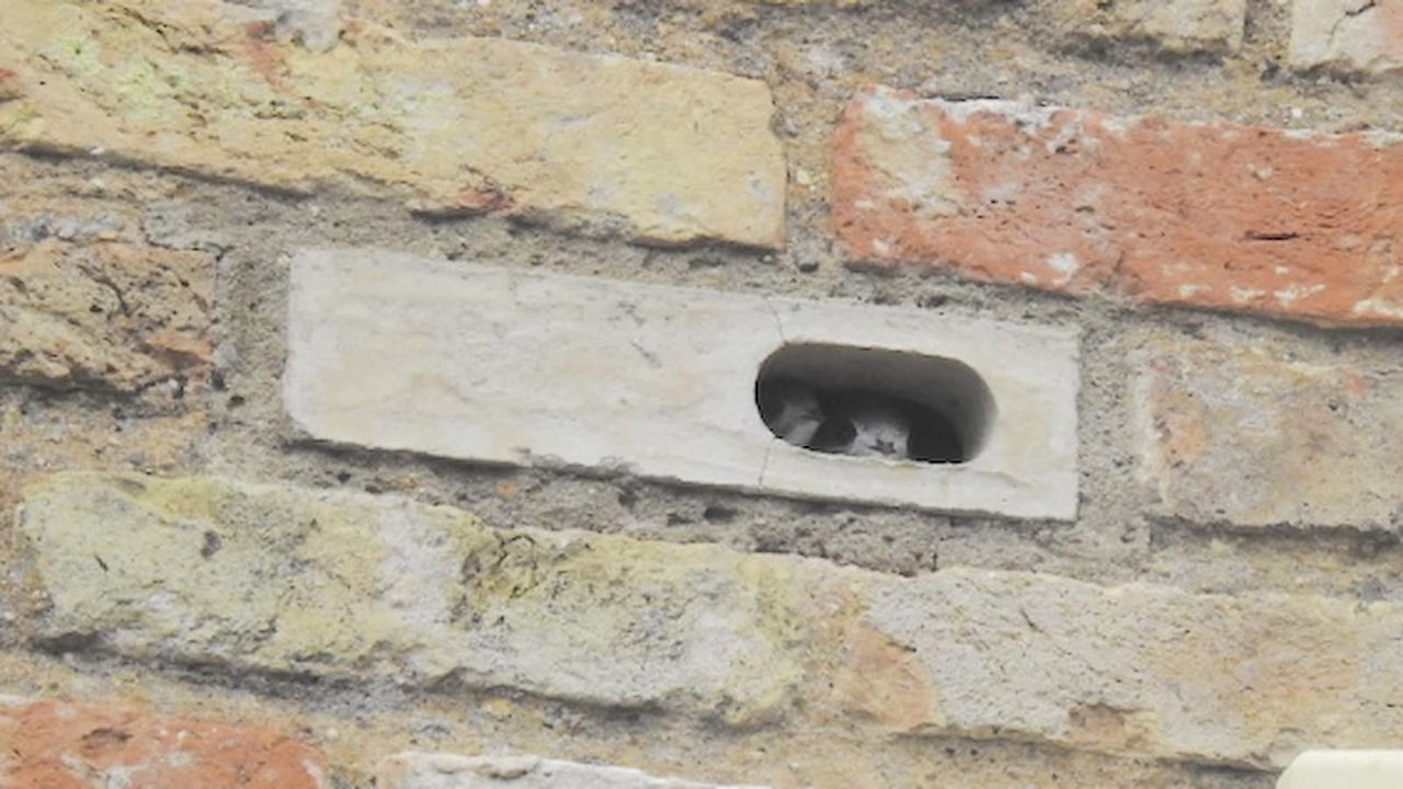 Scotland makes bricks that birds can nest in compulsory in homes