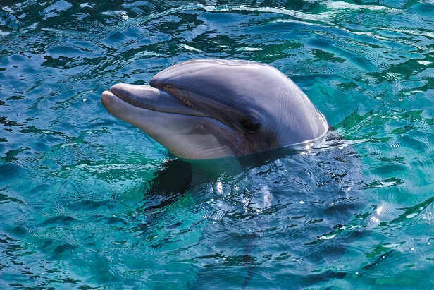 Not just humans: 5 animals that laugh, cackle and giggle