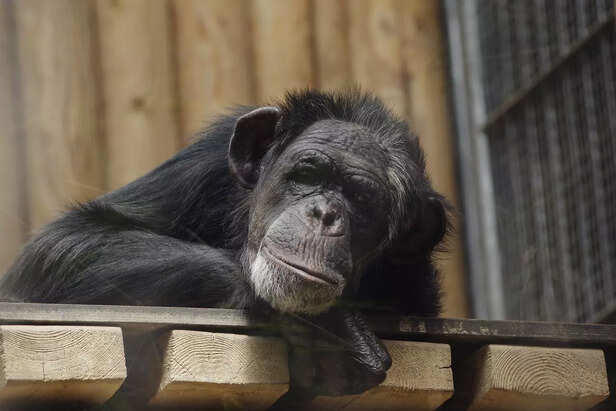 Not just humans: 5 animals that laugh, cackle and giggle