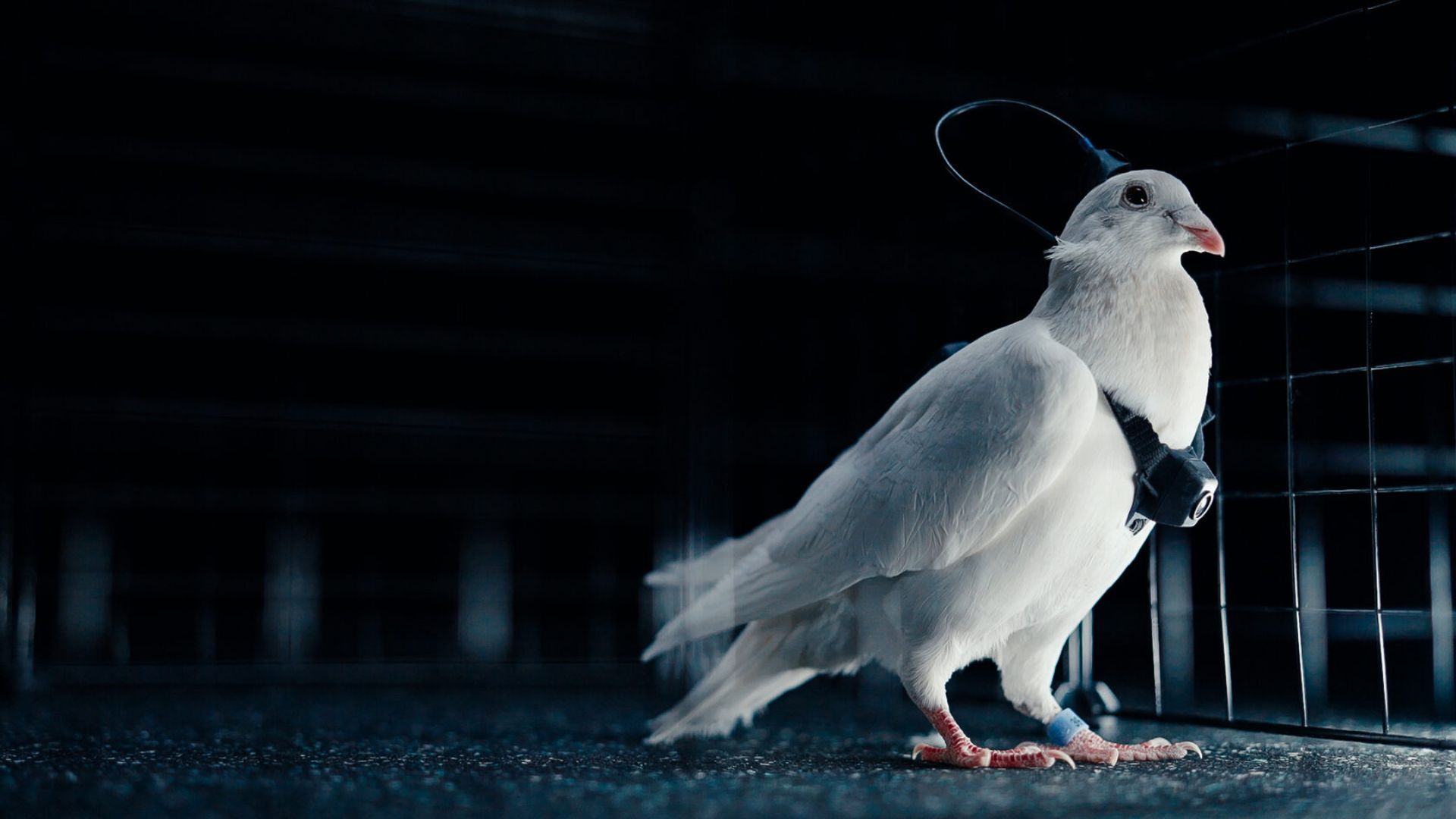 Russian firm turns pigeons into brain-controlled surveillance drones ...