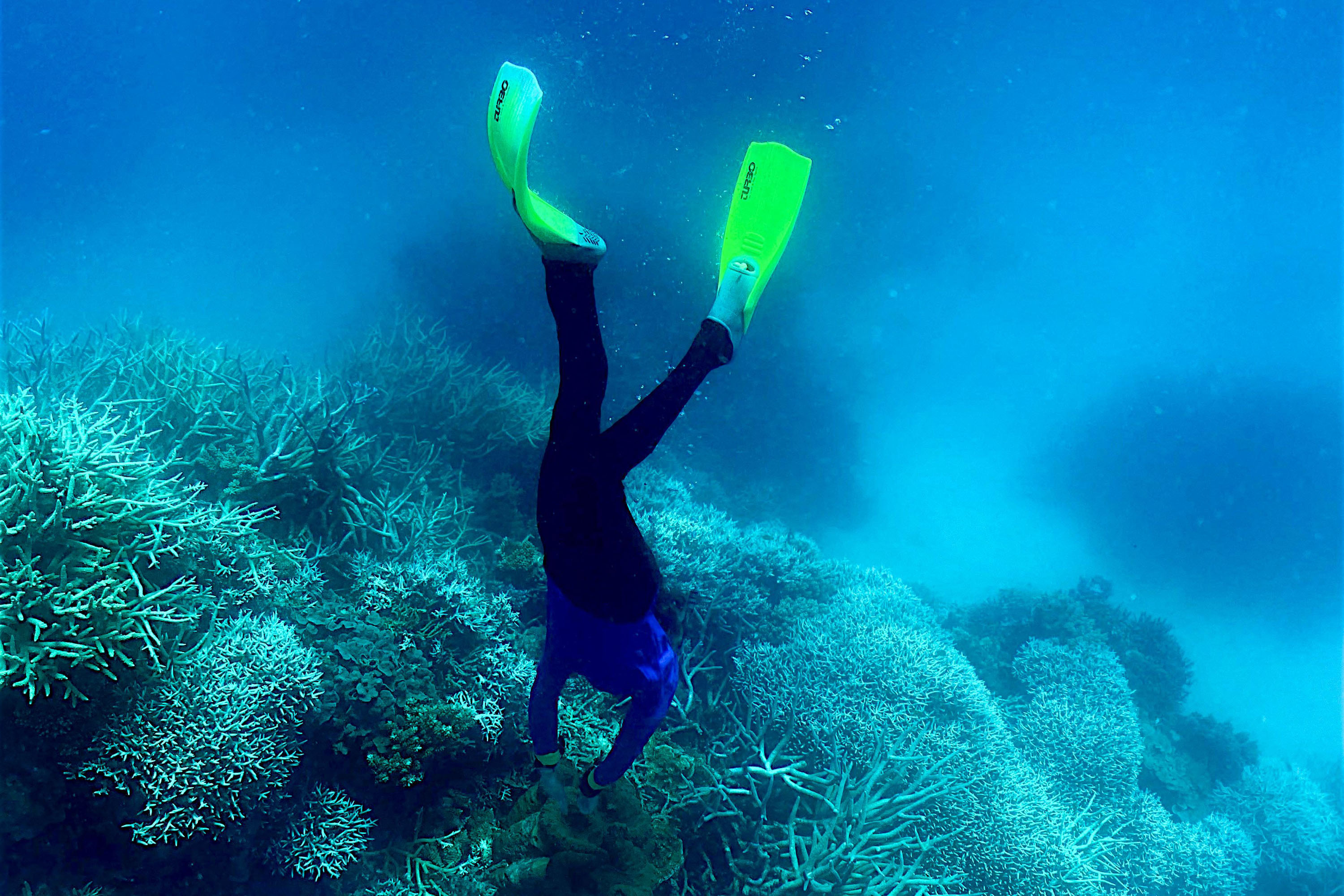 Earth talk: The Great Barrier Reef