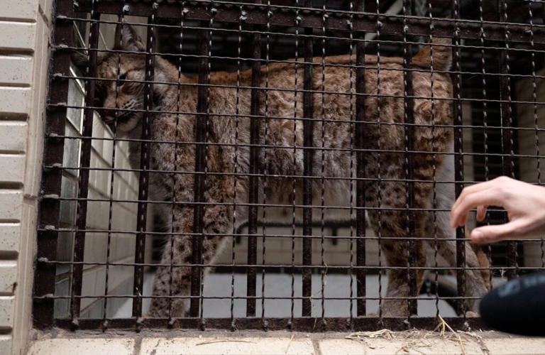 Animal sanctuary raises £134k to rescue Eurasian lynx from war-torn Ukraine