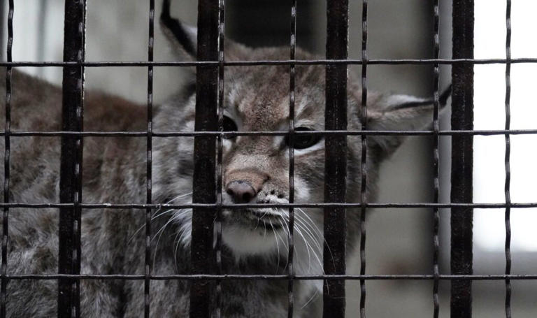 Animal sanctuary raises £134k to rescue Eurasian lynx from war-torn Ukraine