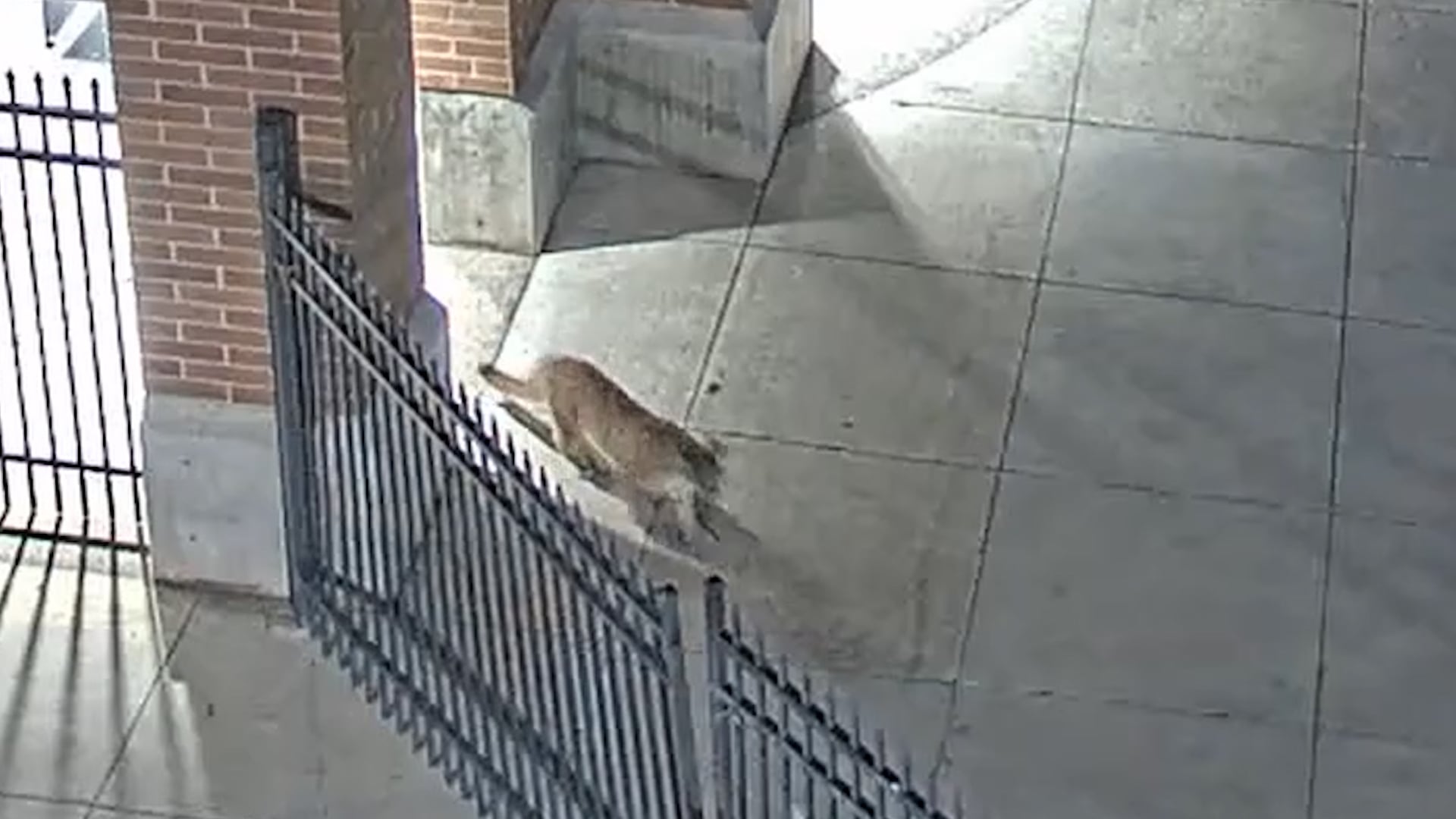 Huge mountain lion caught roaming college campus in Idaho
