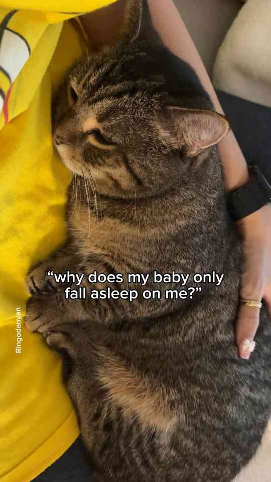 The comfort of mom’s embrace from a cat’s perspective