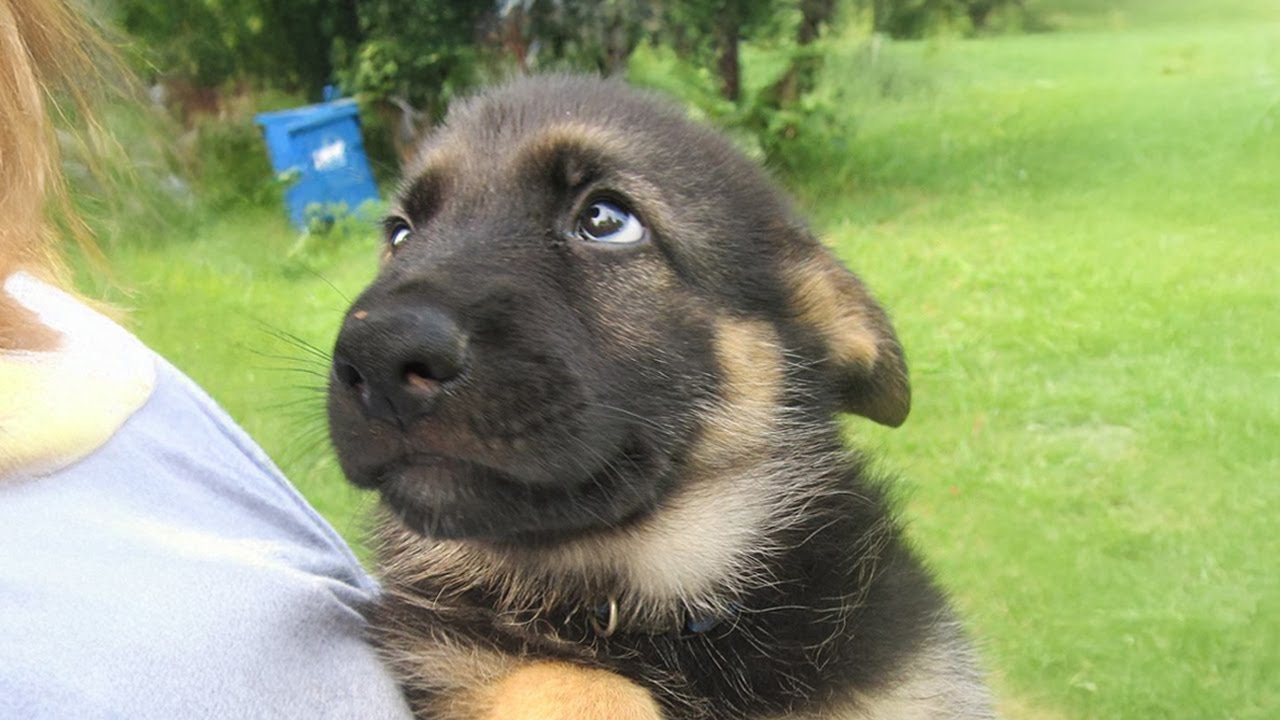 Dogs cause absolute chaos for a full 20 minutes straight