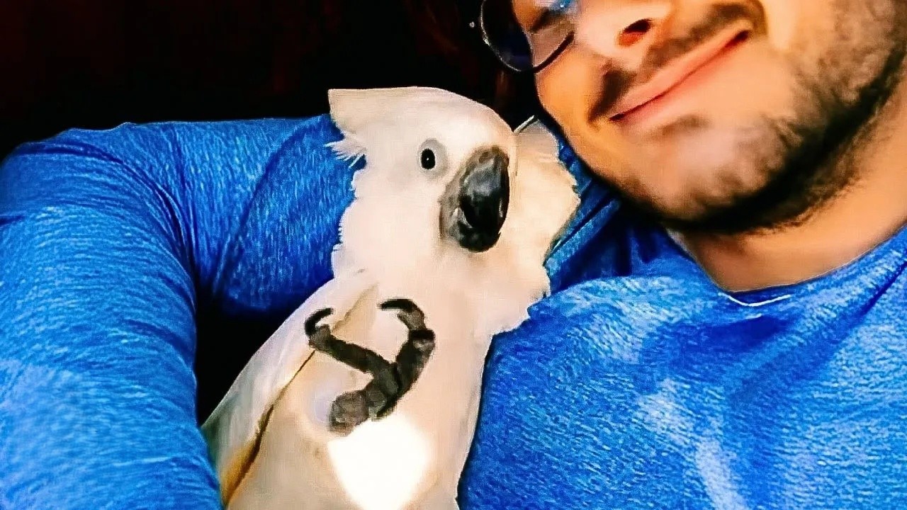 Dad tries to ignore the parrot - the parrot says "Absolutely not"