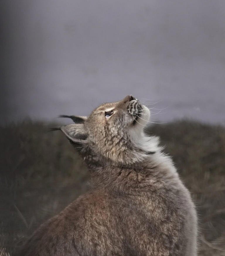 Animal sanctuary raises £134k to rescue Eurasian lynx from war-torn Ukraine