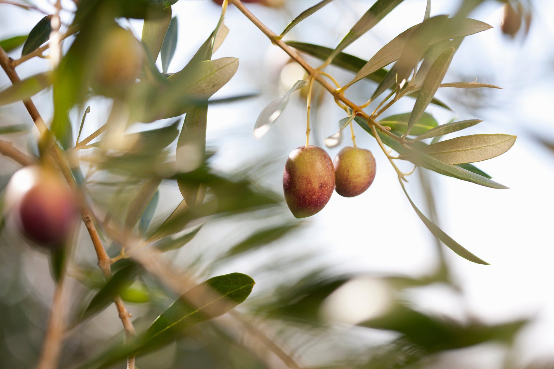Did you know the health benefits of olive oil?