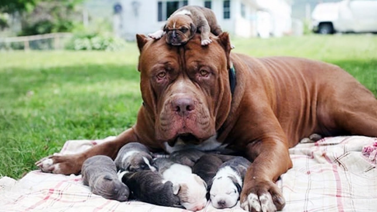 A mother's love goes beyond species for these animals